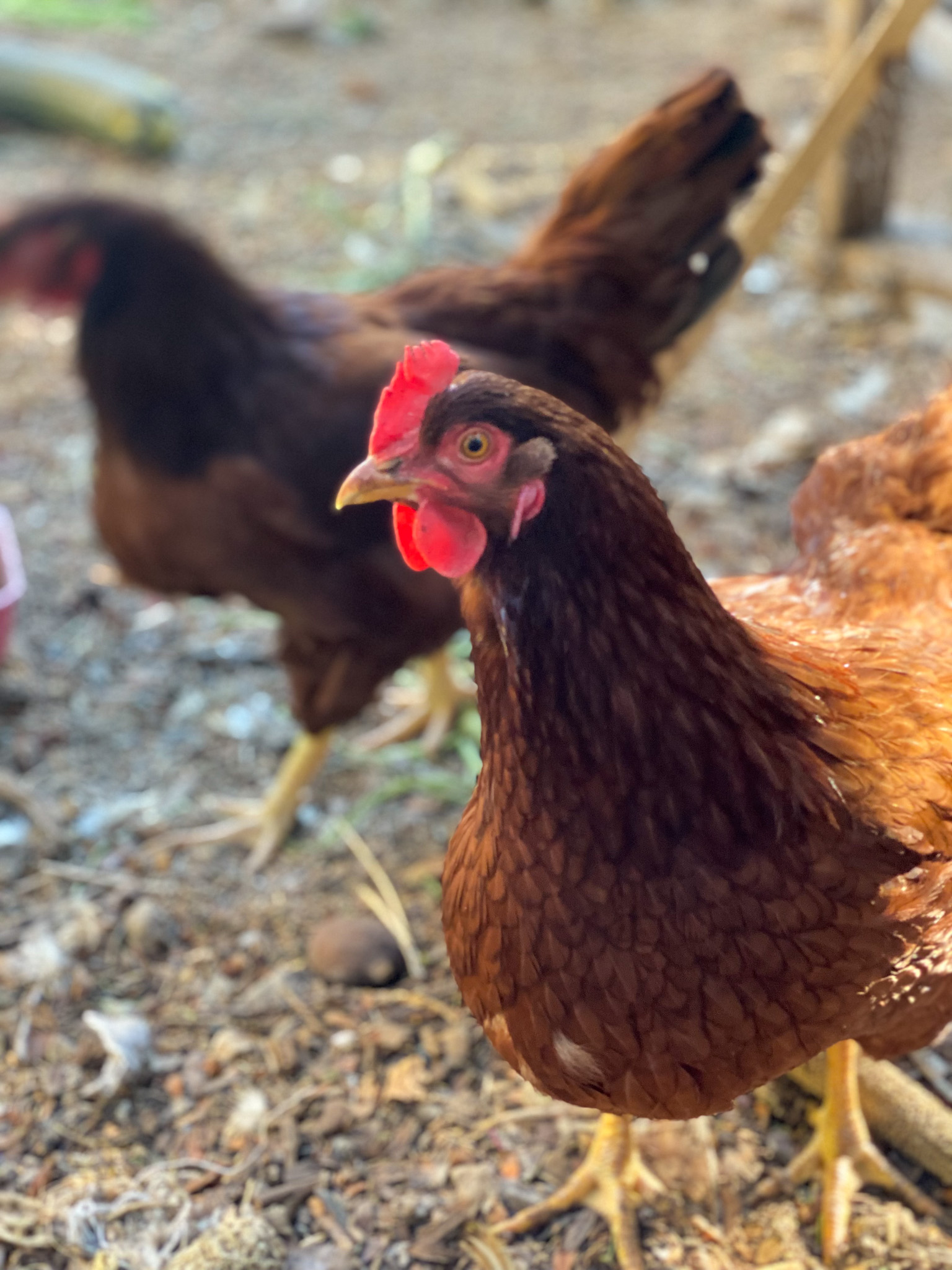 How Long Do Chickens Lay Eggs | The Evergreen Acre
